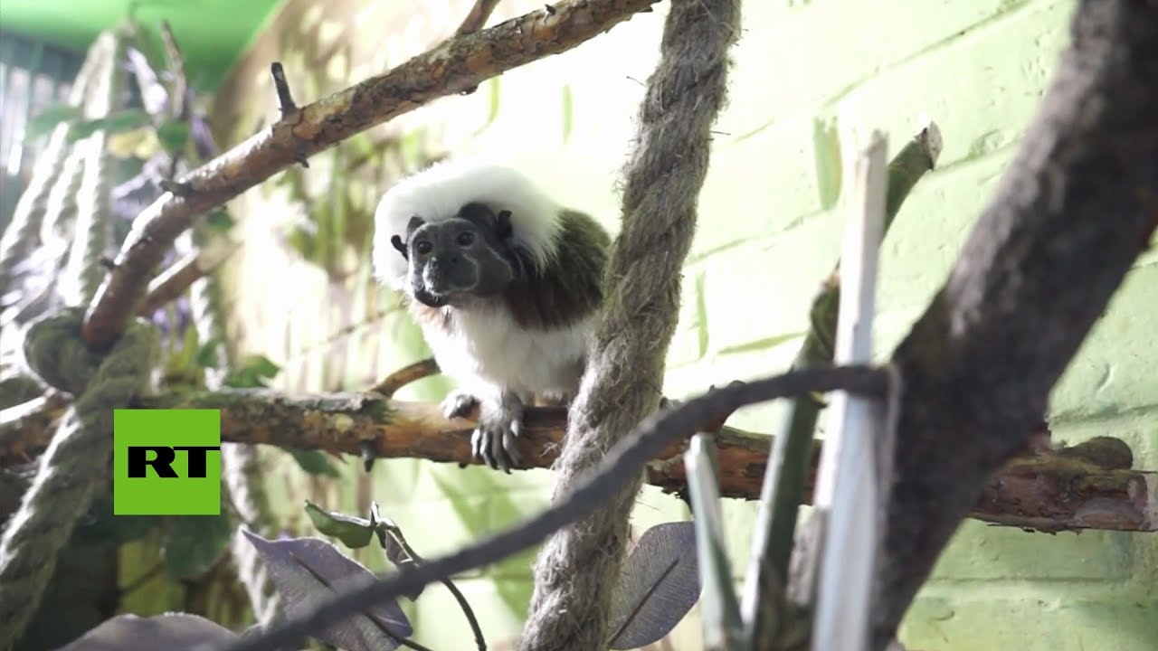 El mono Einstein | Damva 23